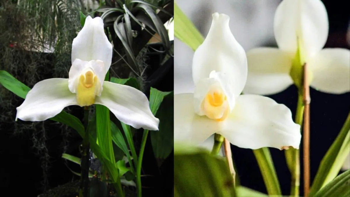 La Monja Blanca, Flor Nacional de Guatemala
